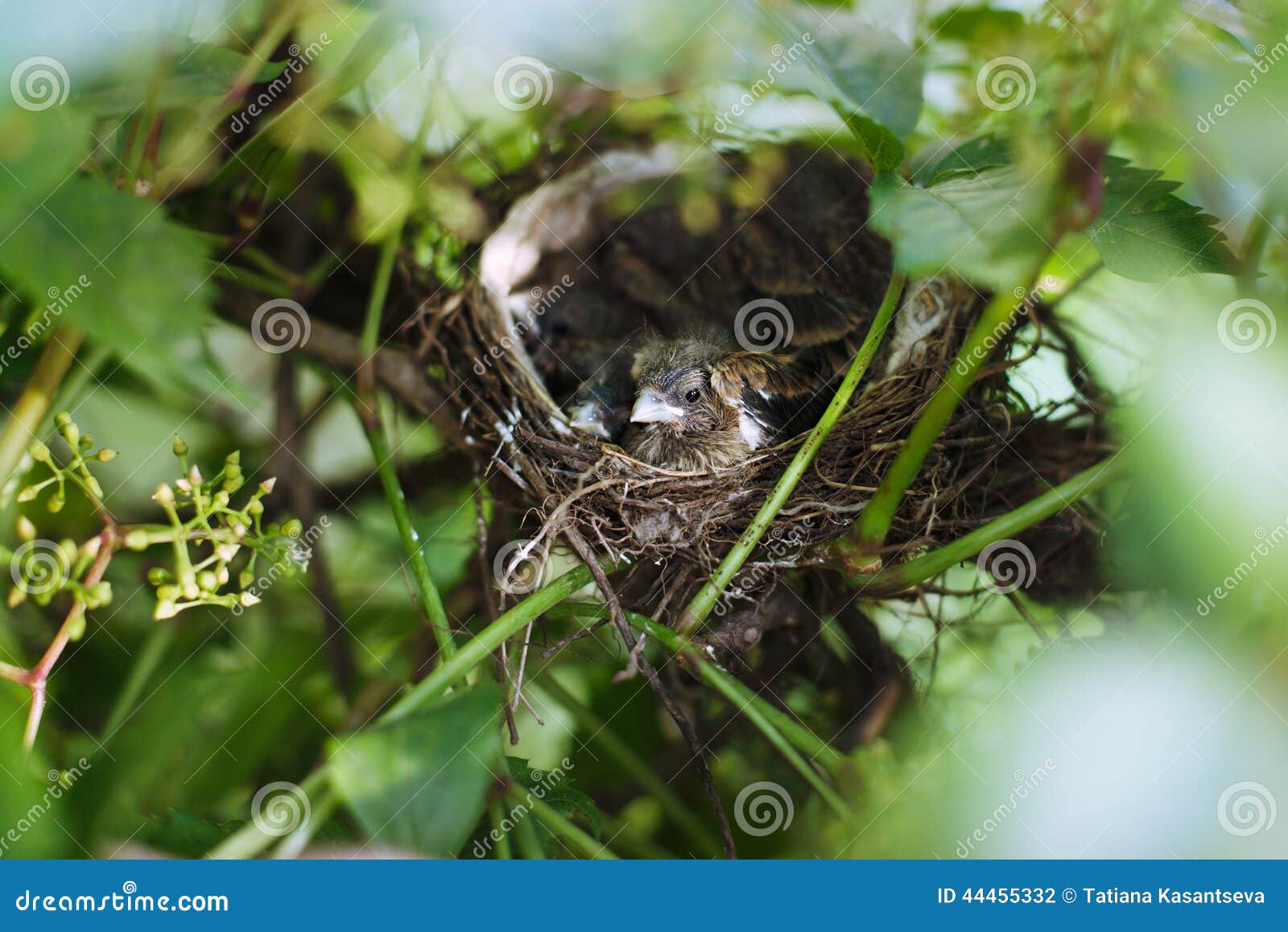 Little Bird Nestlings stock photo. Image of hatched, beauty - 44455332