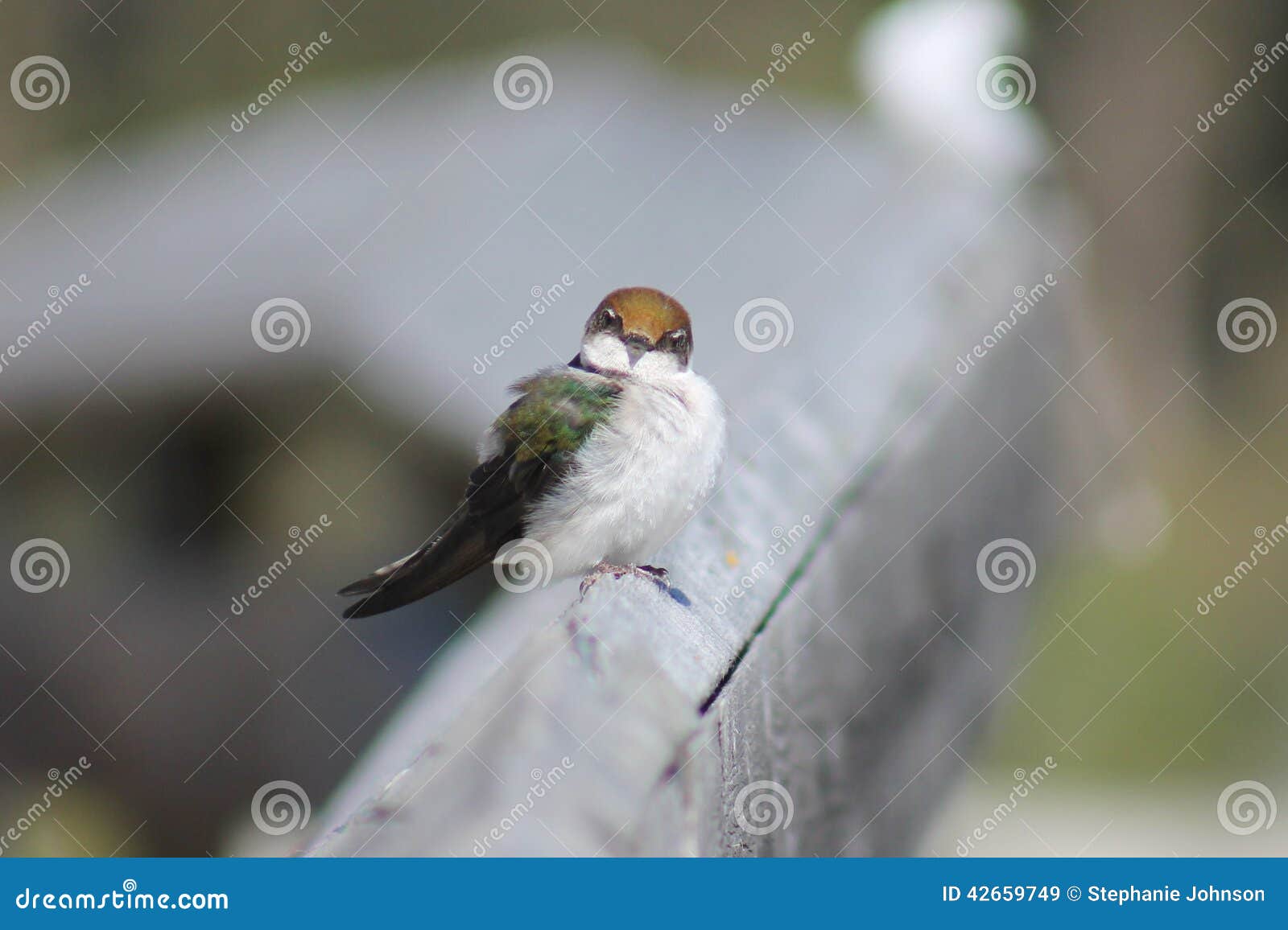 Little Bird stock image. Image of looking, observer, nature - 42659749