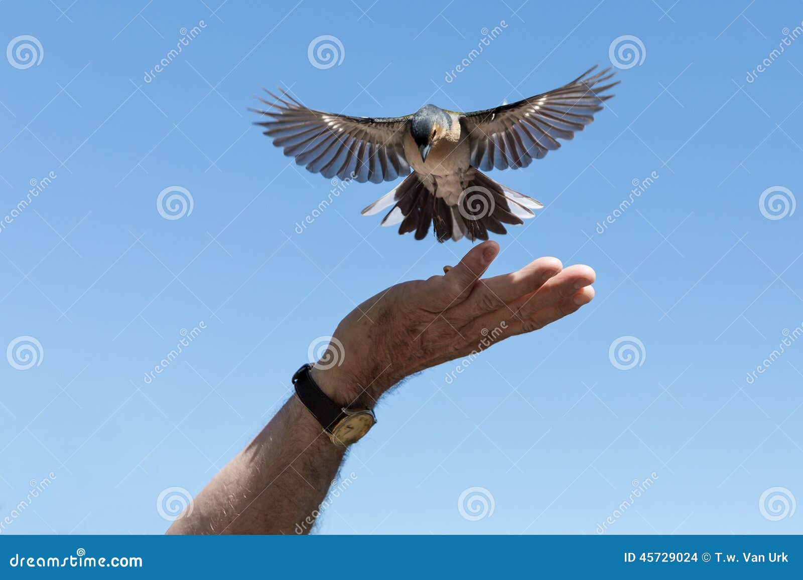 2,547 Bird Picking Stock Photos - Free & Royalty-Free Stock Photos from ...