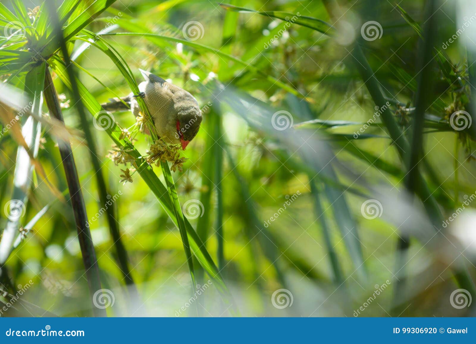 Little Bird is Playing in Tree, Reunion Island Stock Photo - Image of ...