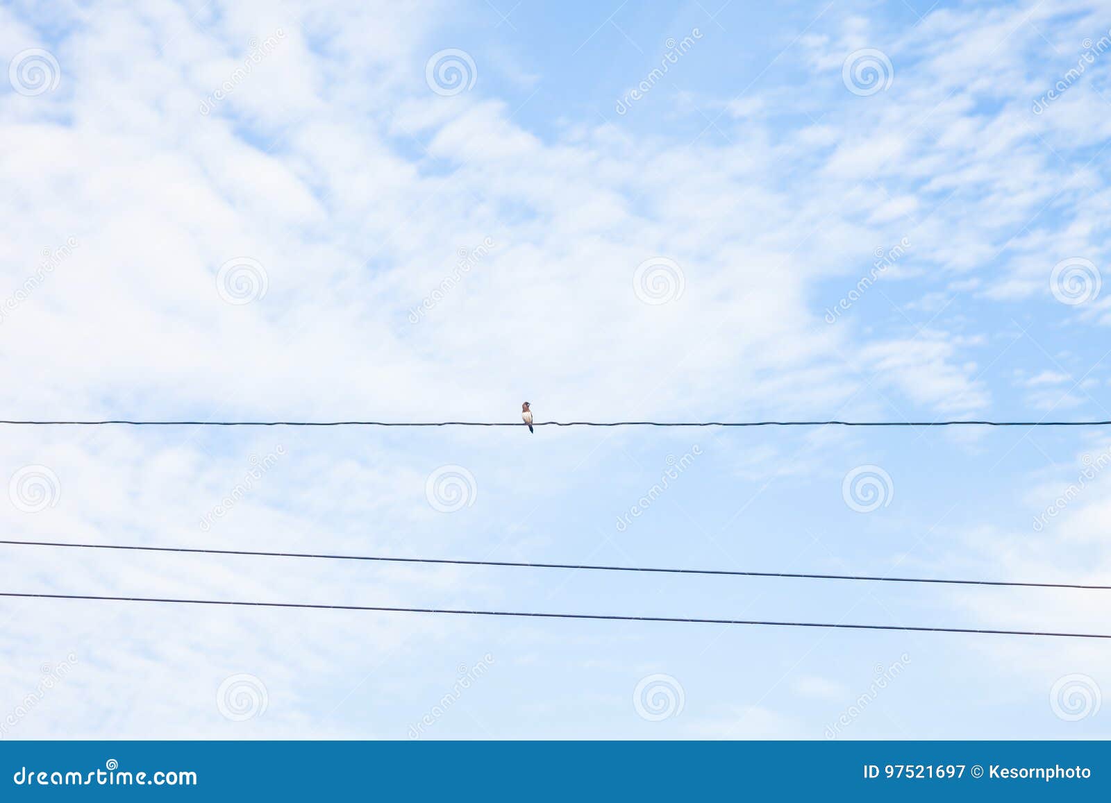 Little Bird on the Power Line Stock Image - Image of bright, electric ...