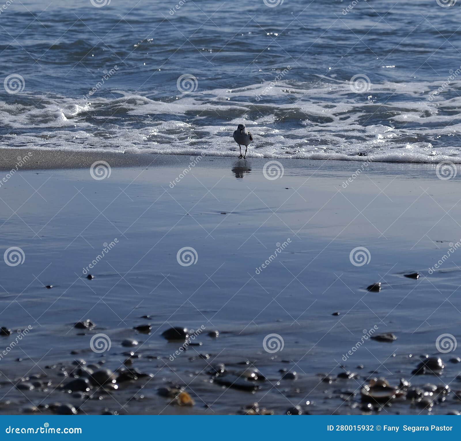 The Little Bird is Reflected, Stock Photo - Image of bird, beach: 280015932