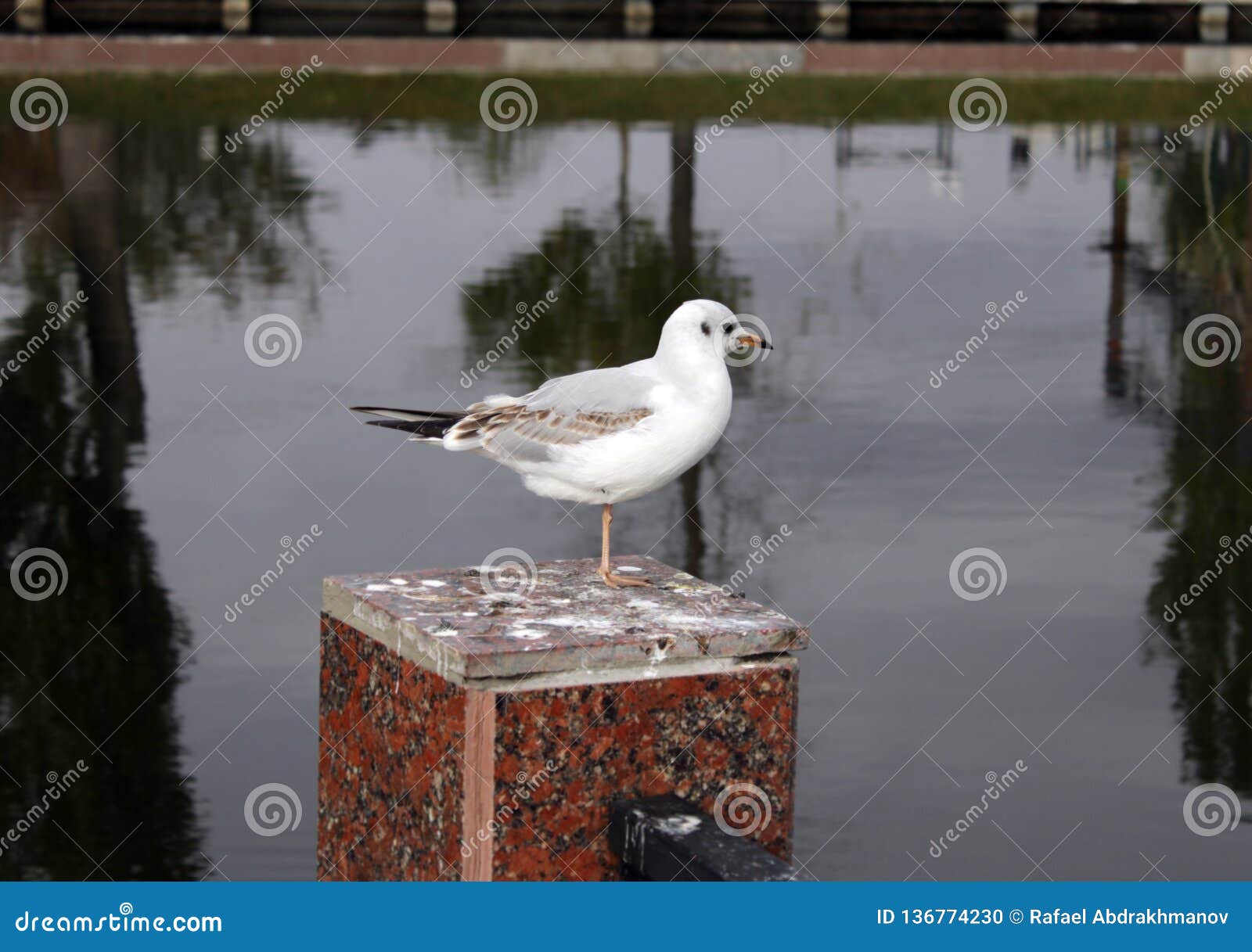 Little Bird, Seagull in the City Pond Stock Photo - Image of outdoor ...