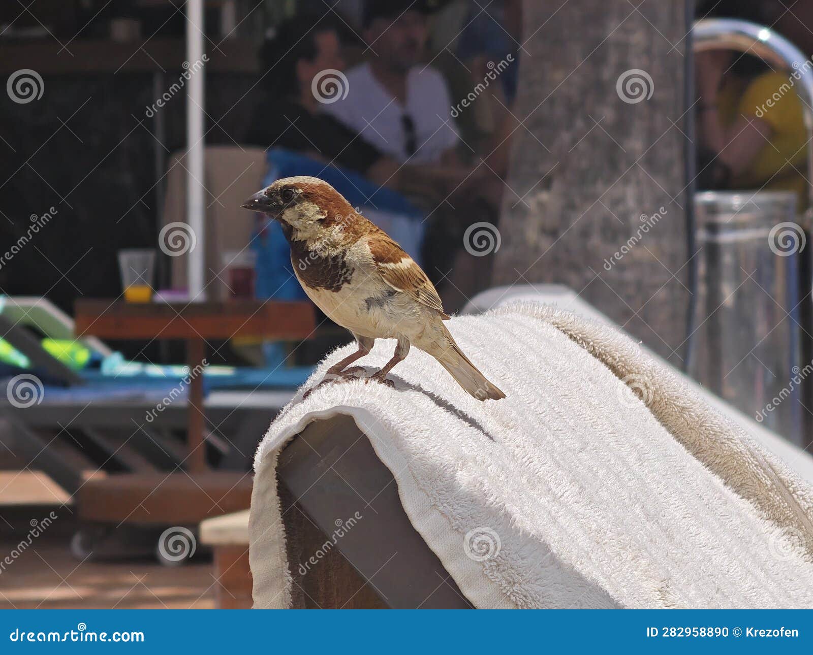Little Bird is Sitting on the Back of a Lounger Stock Photo - Image of ...