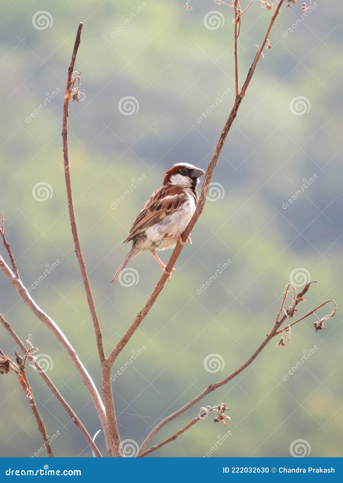 Little Bird Sitting on a Branch of Tree Stock Photo - Image of finch ...