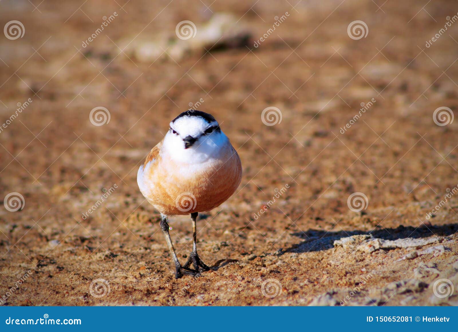 Little Bird Sitting on Brown Ground Stock Image - Image of date ...