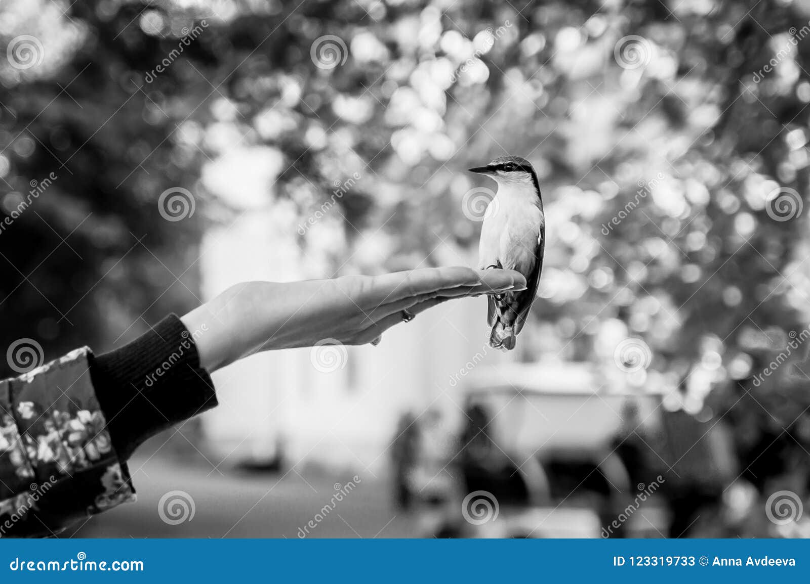 Little Bird is Sitting on a Hand Stock Image - Image of tree, closeup ...