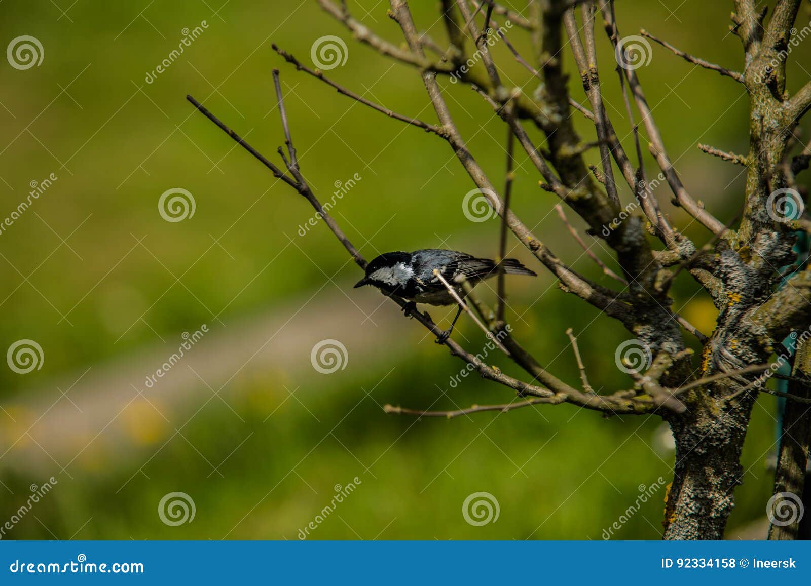 Little Bird Sitting in a Old Tree Stock Photo - Image of marked ...