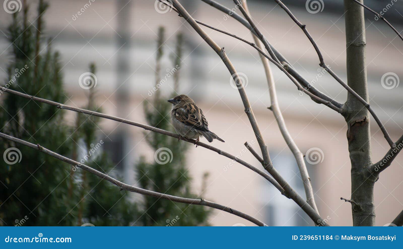 Little Bird Sitting on a Tree Branch Stock Photo - Image of birds ...