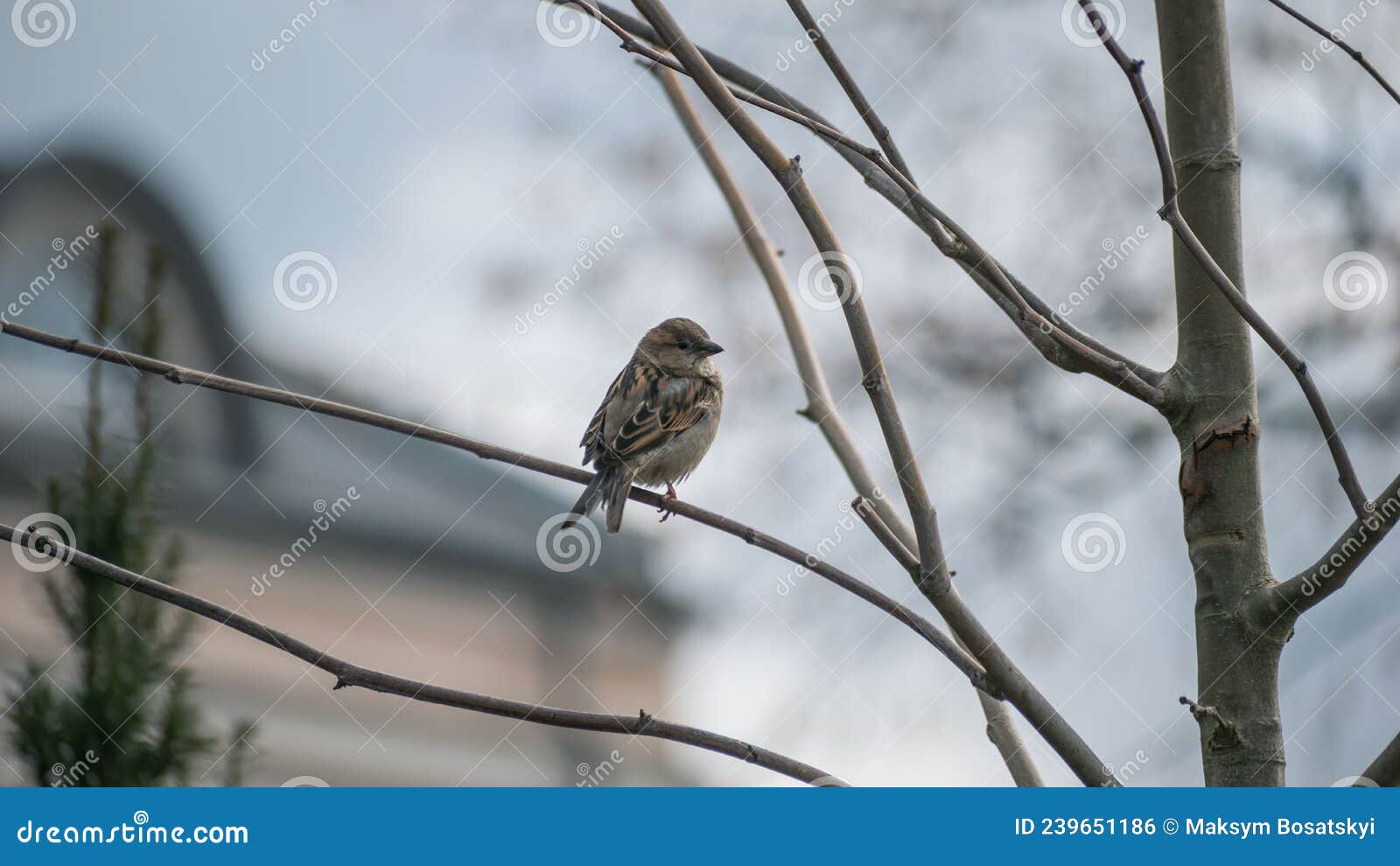 Little Bird Sitting on a Tree Branch Stock Photo - Image of little ...