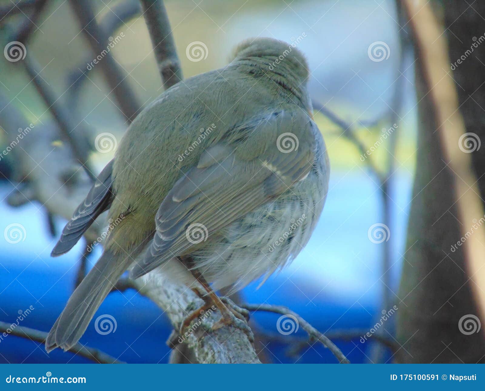 Colorful Robin Bird Sitting Stock Image - Image of environment, feather ...