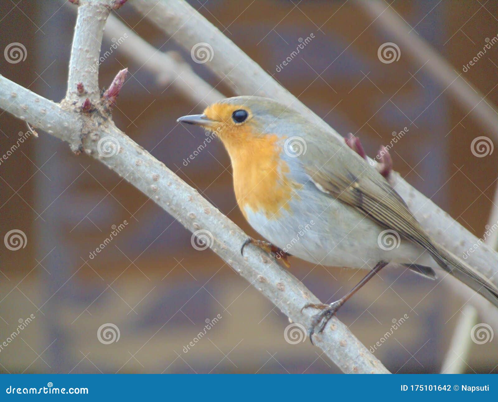 Colorful Robin Bird Sitting Stock Photo - Image of color, environment ...