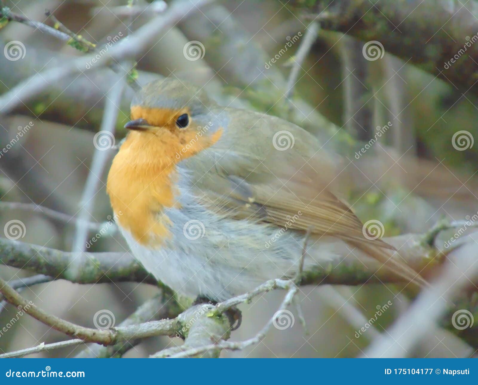 Colorful Robin Bird Sitting Stock Image - Image of finch, beautiful ...