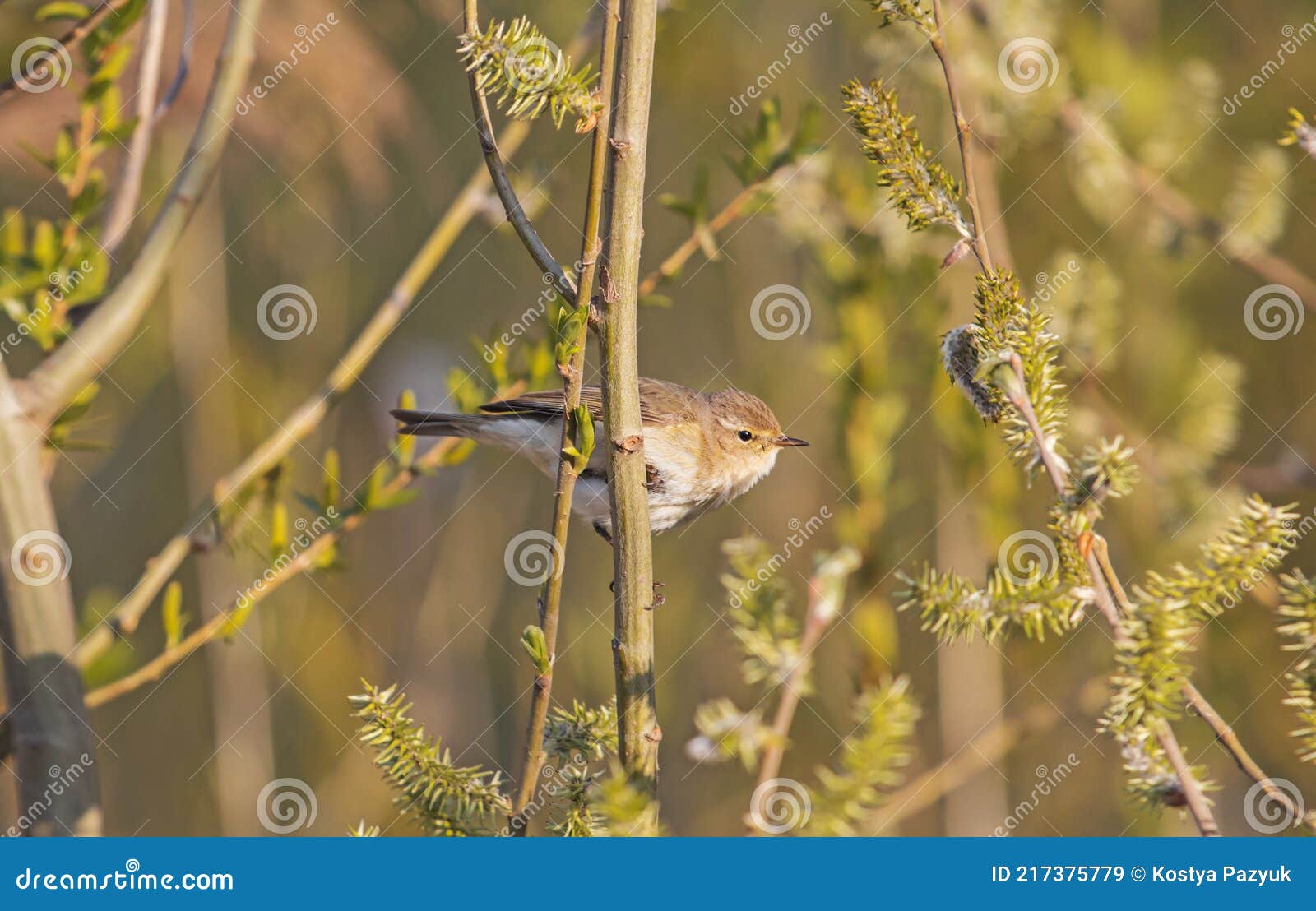 Little Bird among the Spring Greenery Stock Image - Image of beak ...