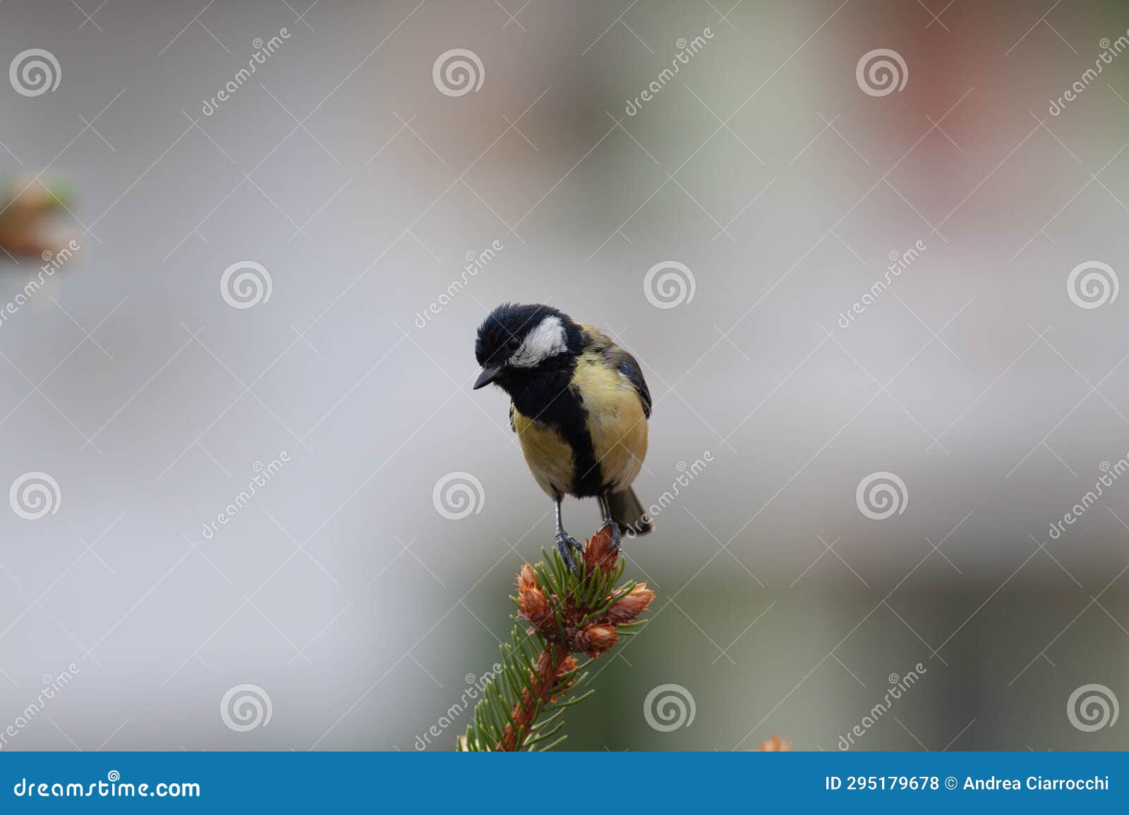Little bird stock photo. Image of magpie, bird, feathers - 295179678