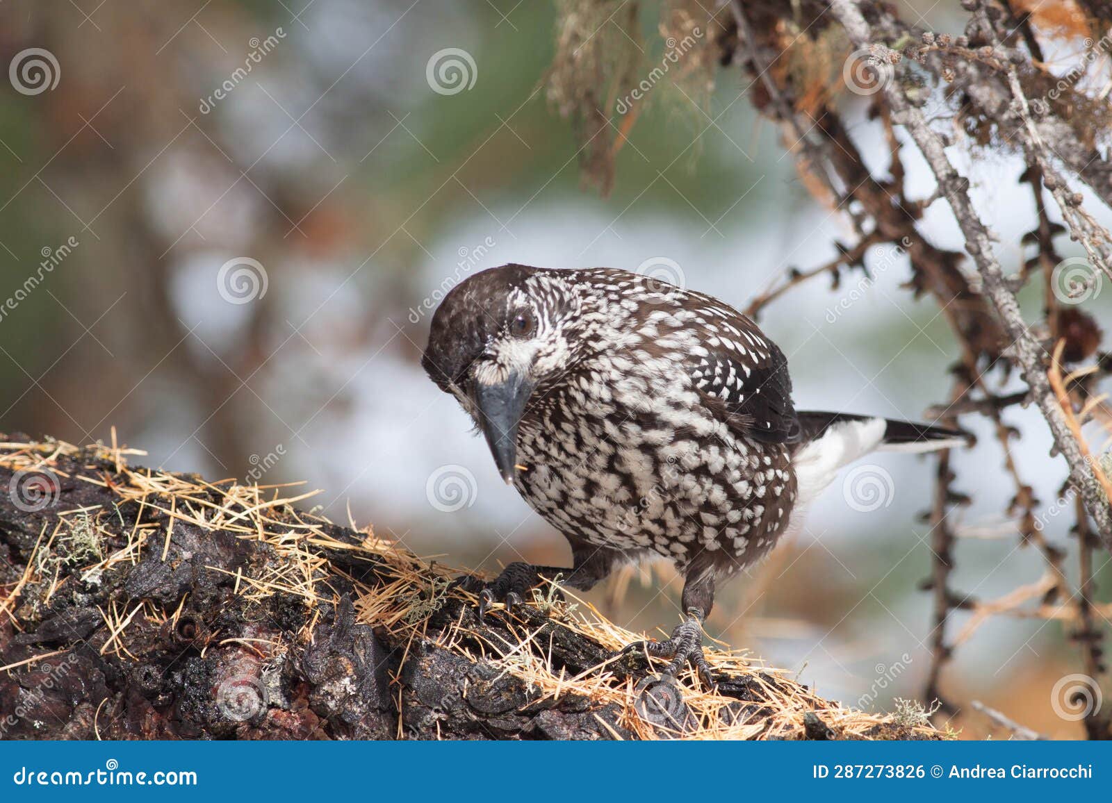 Bird stock photo. Image of feathers, tree, standing - 287273826