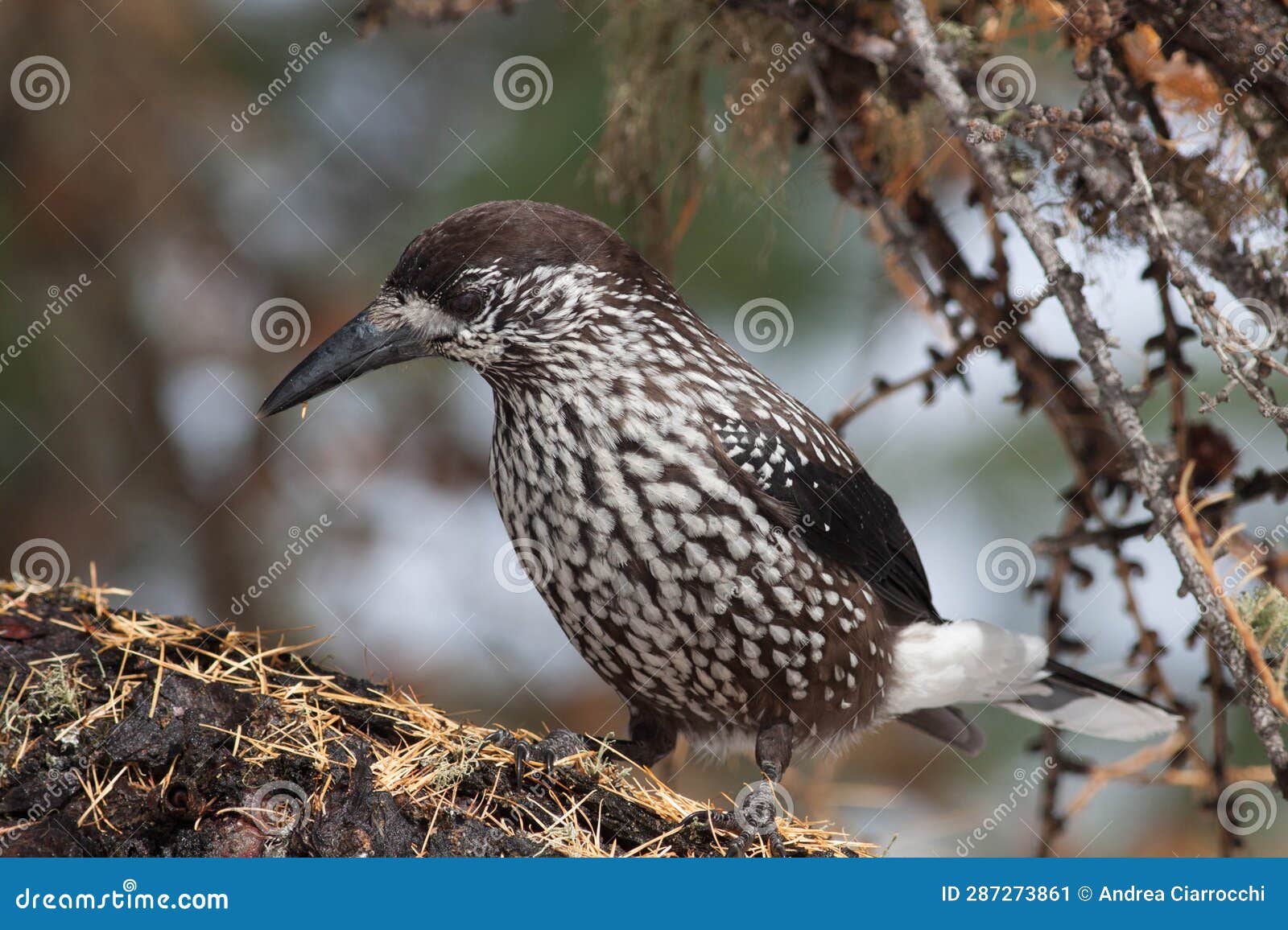 Bird stock image. Image of animal, beak, ruddy, park - 287273861