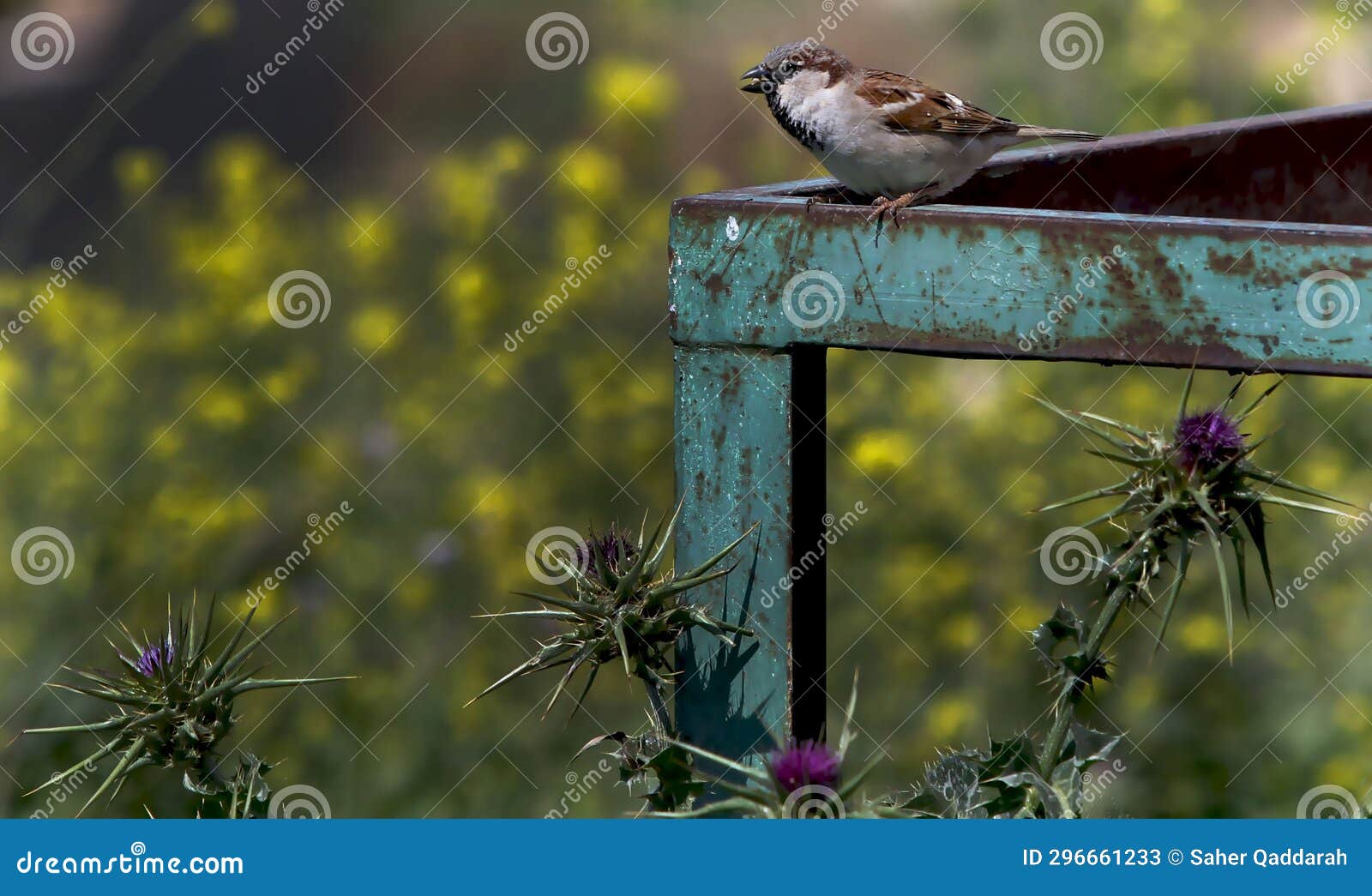 Little bird stock image. Image of beak, bird, wildlife - 296661233