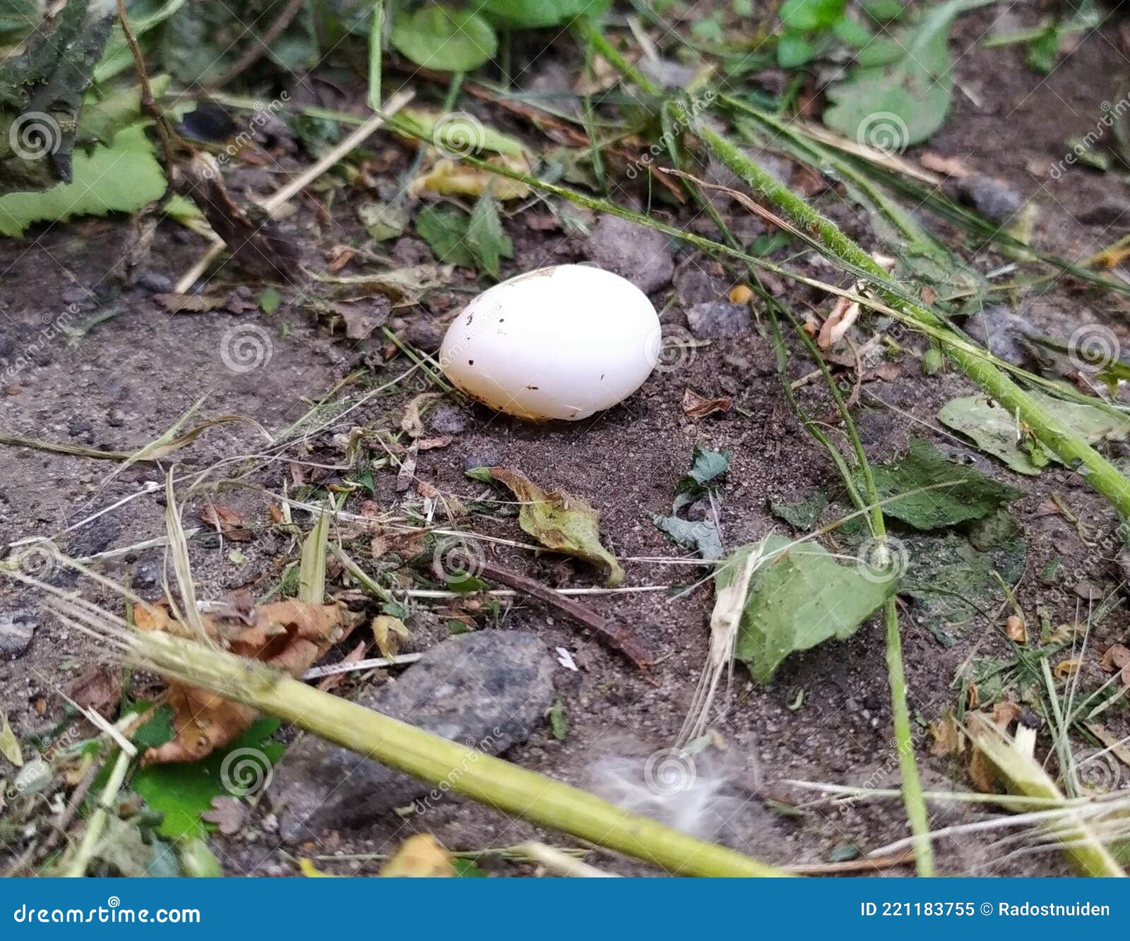 Little Bird Testicle Lying on the Ground Lost Stock Image - Image of ...