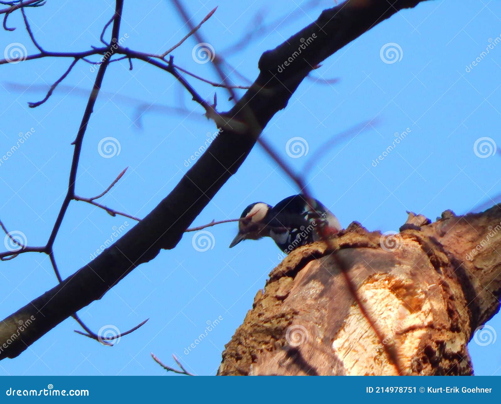 Little bird on a tree stock image. Image of bird, tree - 214978751