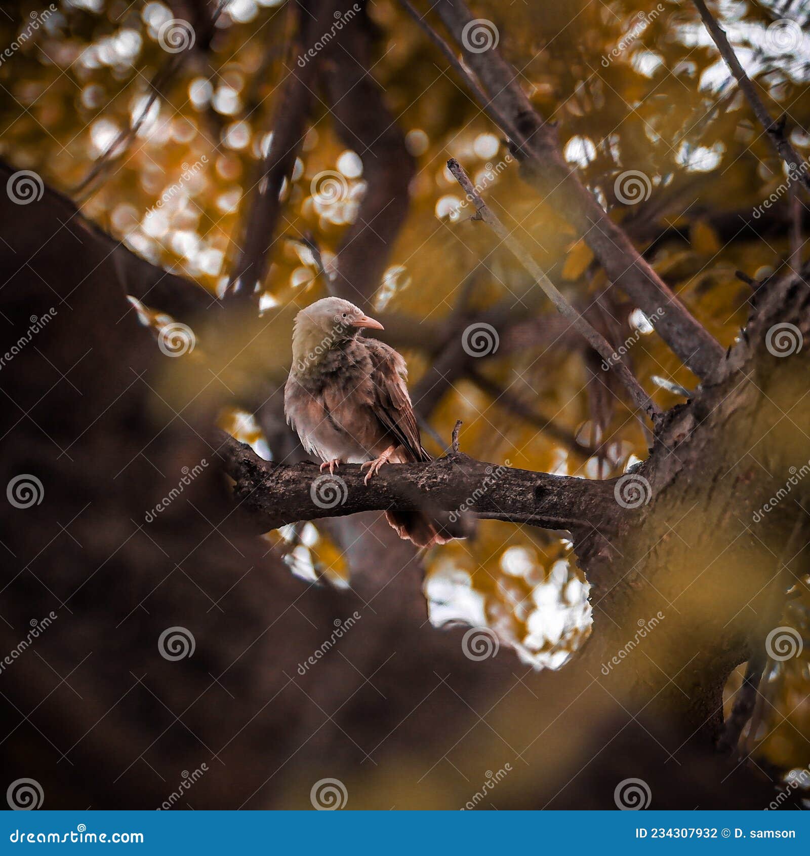 Little bird in the tree stock photo. Image of little - 234307932