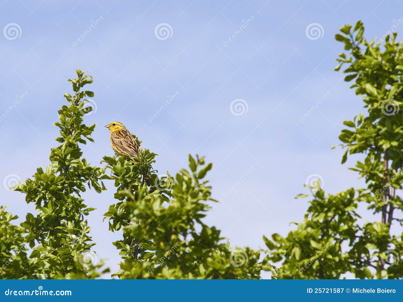 Little bird on a tree stock image. Image of singer, sweet - 25721587