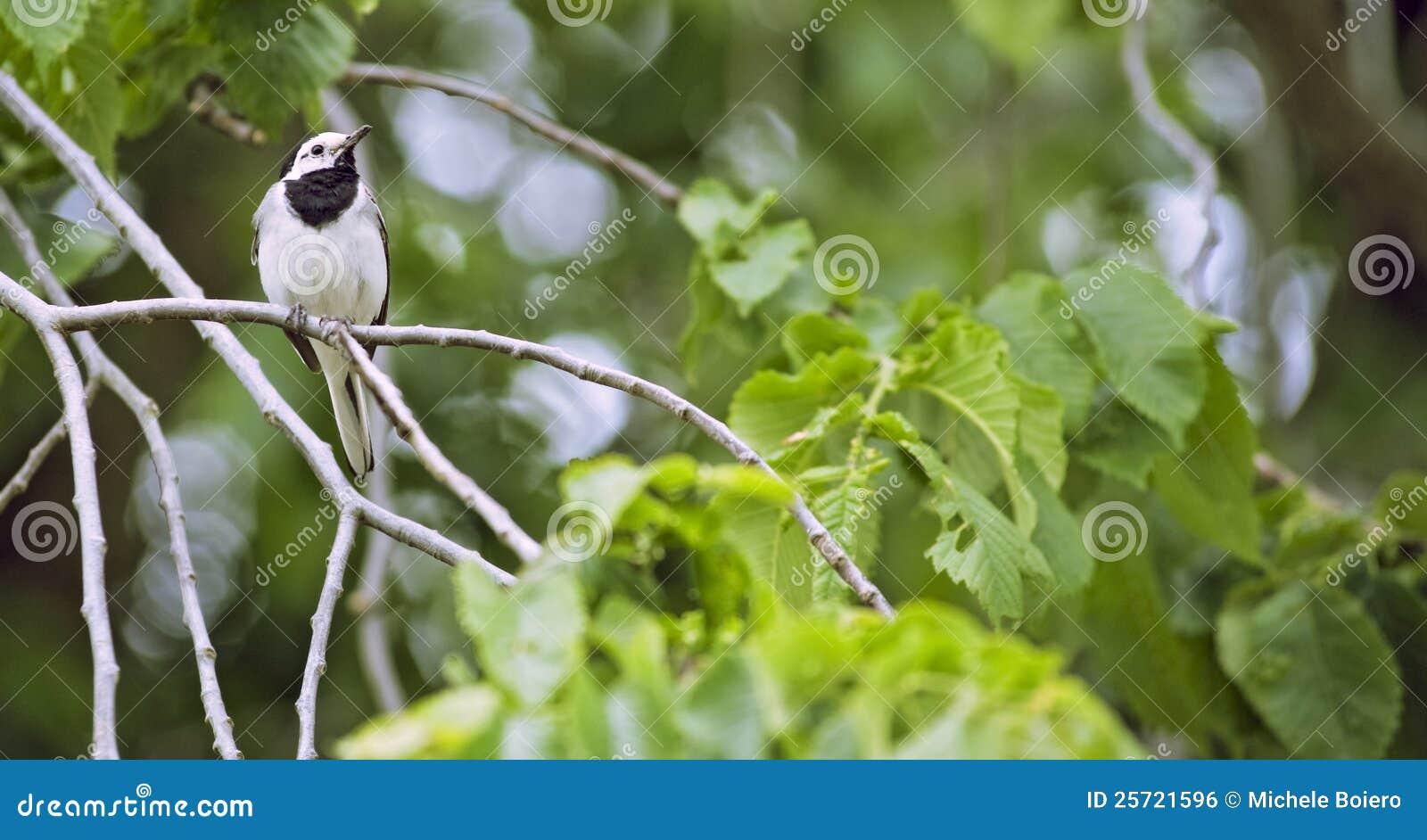 Little bird on a tree stock photo. Image of close, sweden - 25721596