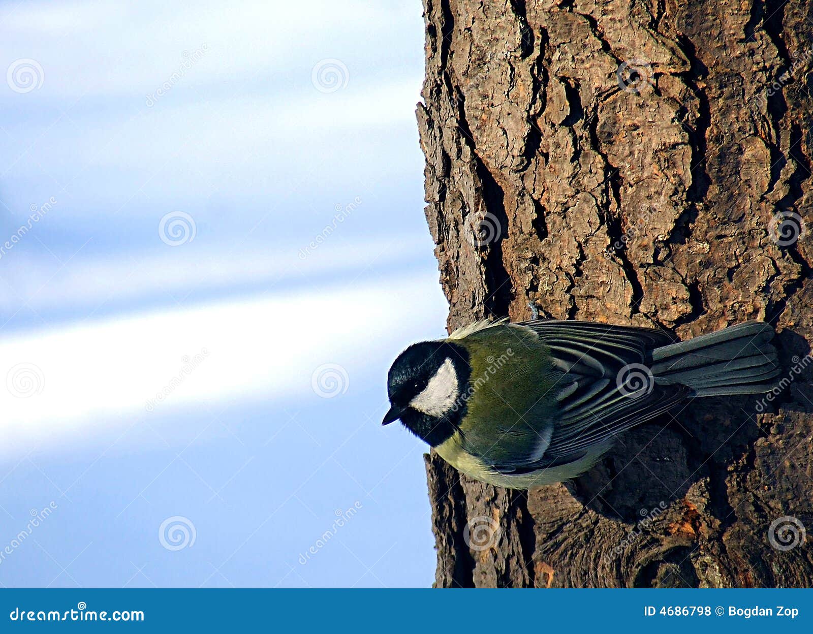 Little bird on a tree stock photo. Image of park, bird - 4686798