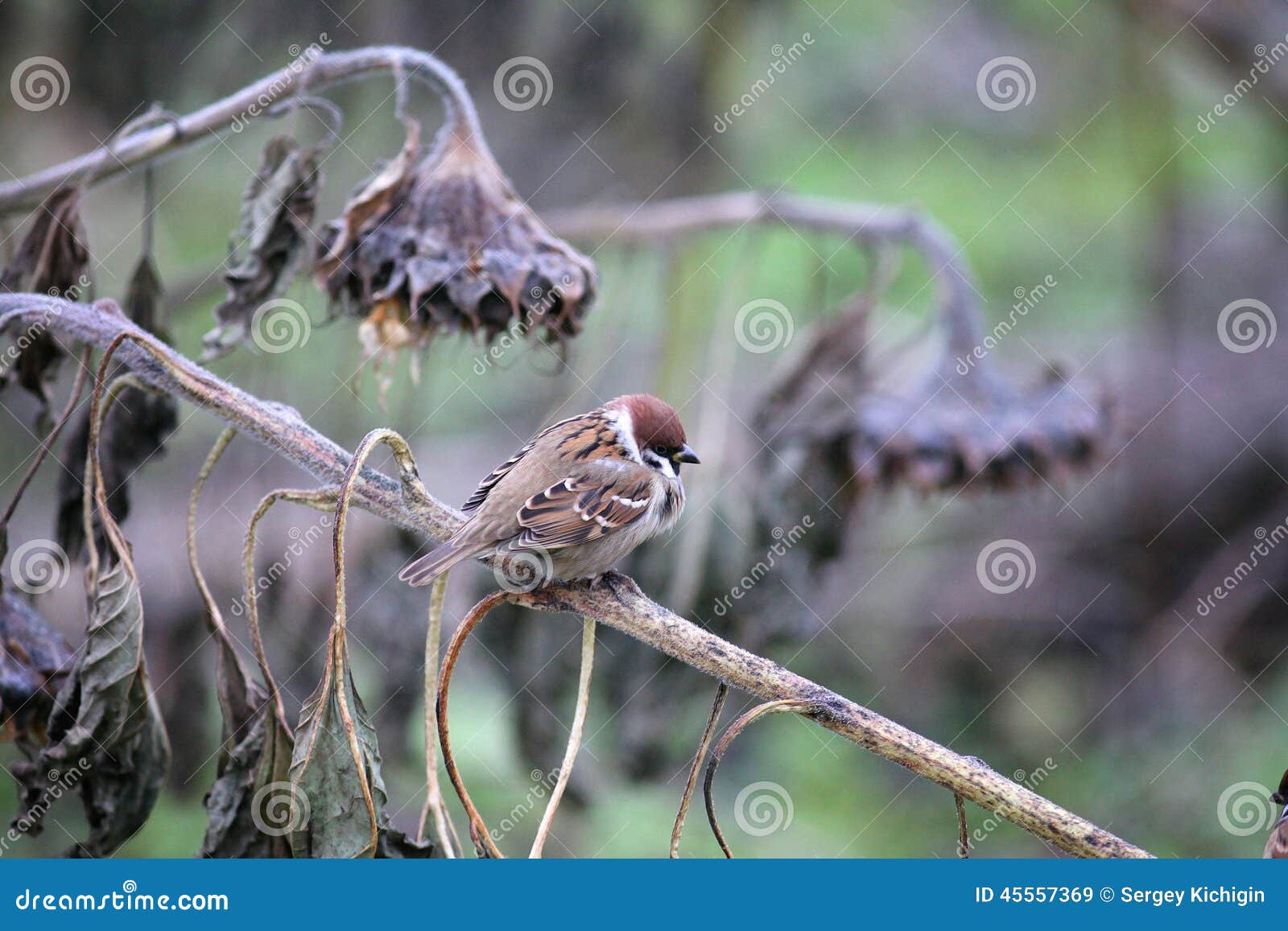 A Little Bird on a Tree Branch Stock Image - Image of branch, cute ...
