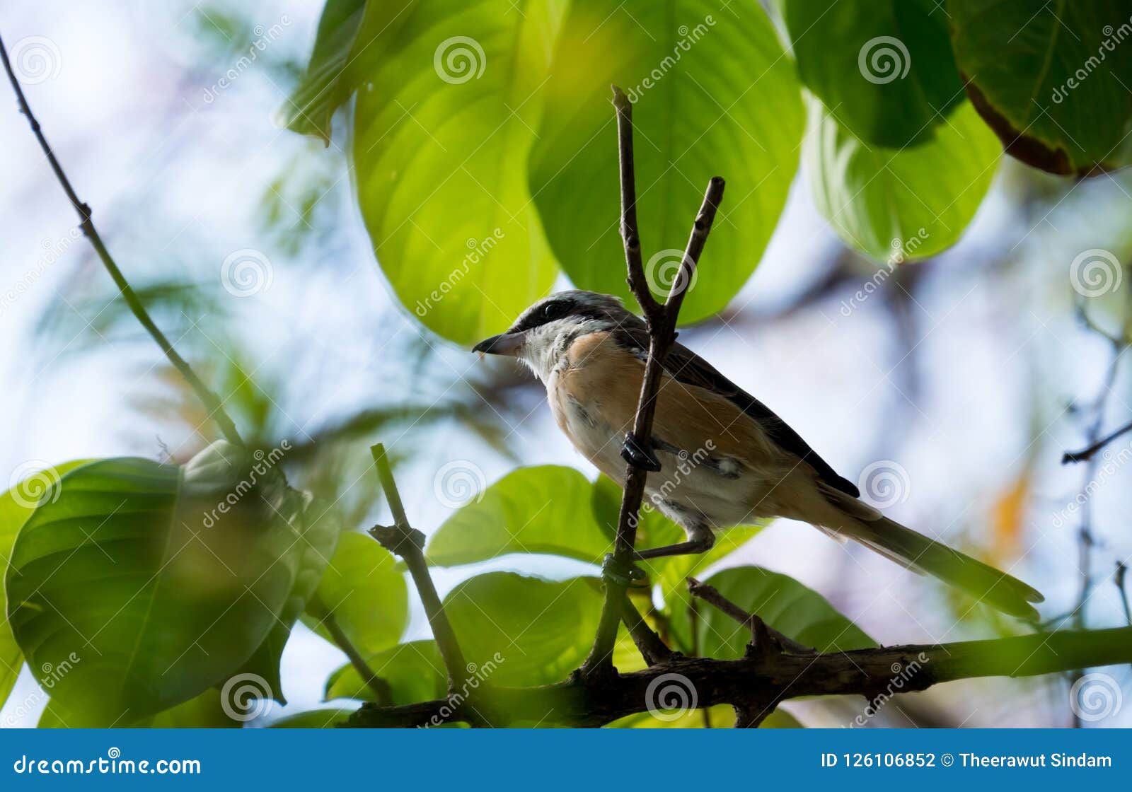 Little bird on tree branch stock photo. Image of color - 126106852