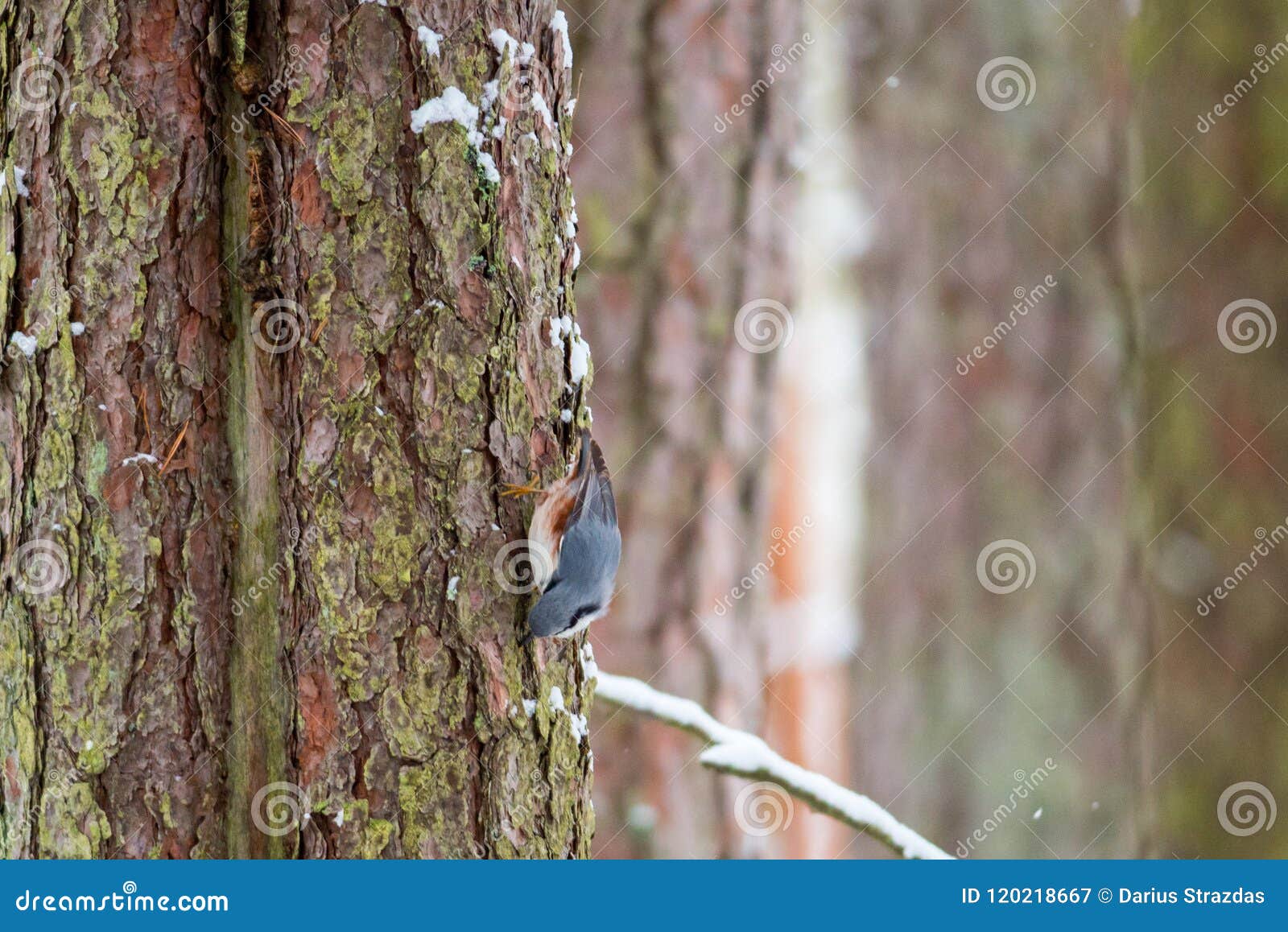 Little bird on a tree stock image. Image of small, outdoor - 120218667