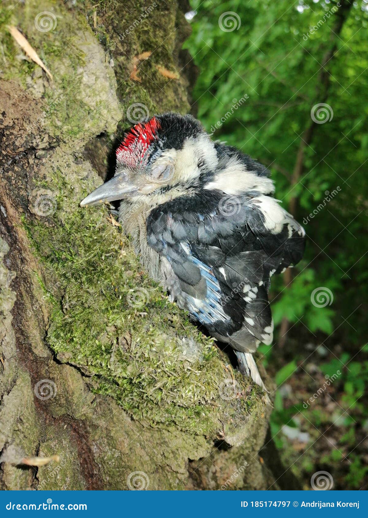 Little bird on tree stock image. Image of finch, sparrow - 185174797