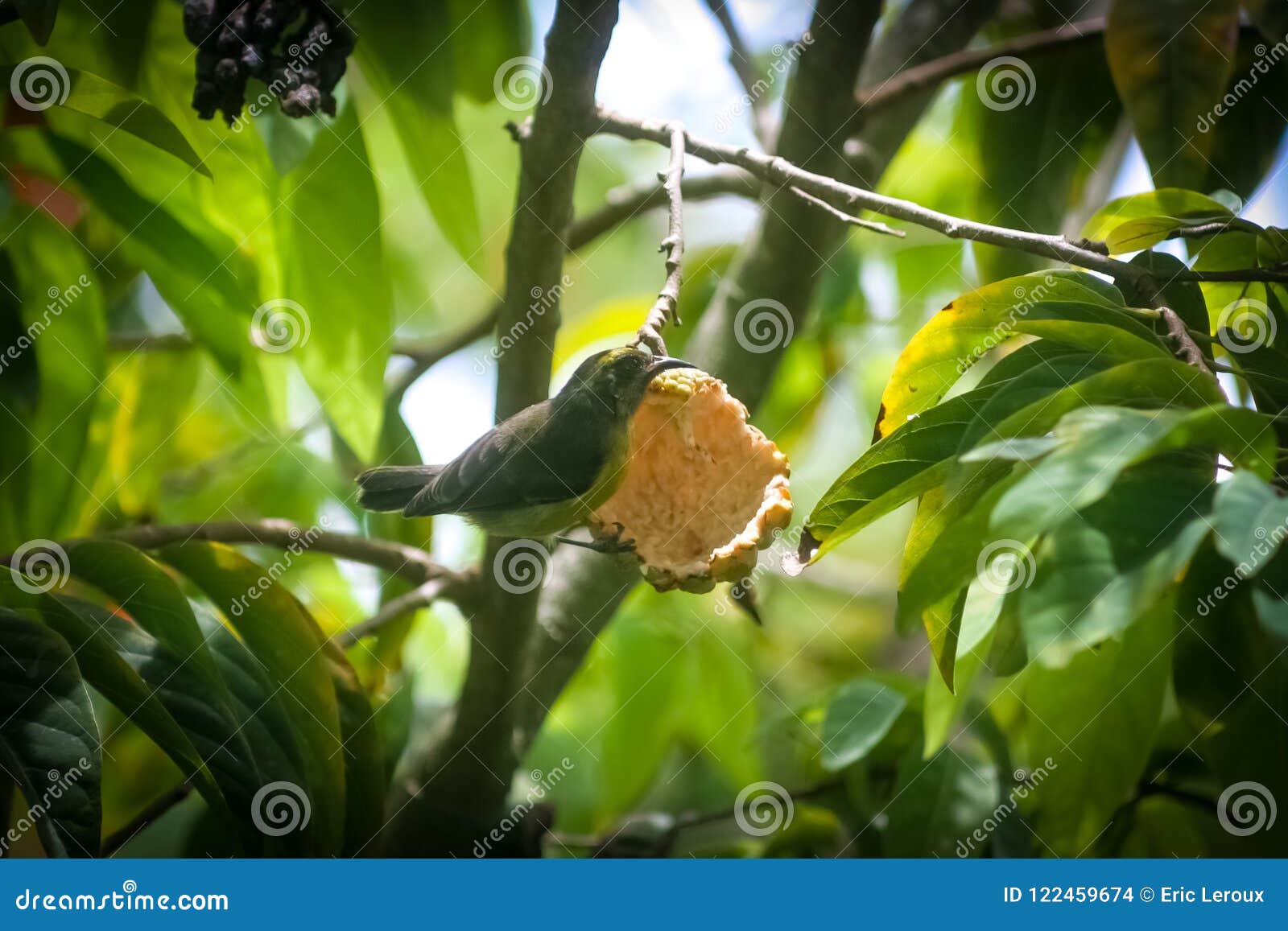 Little bird in a tree stock photo. Image of wild, small - 122459674