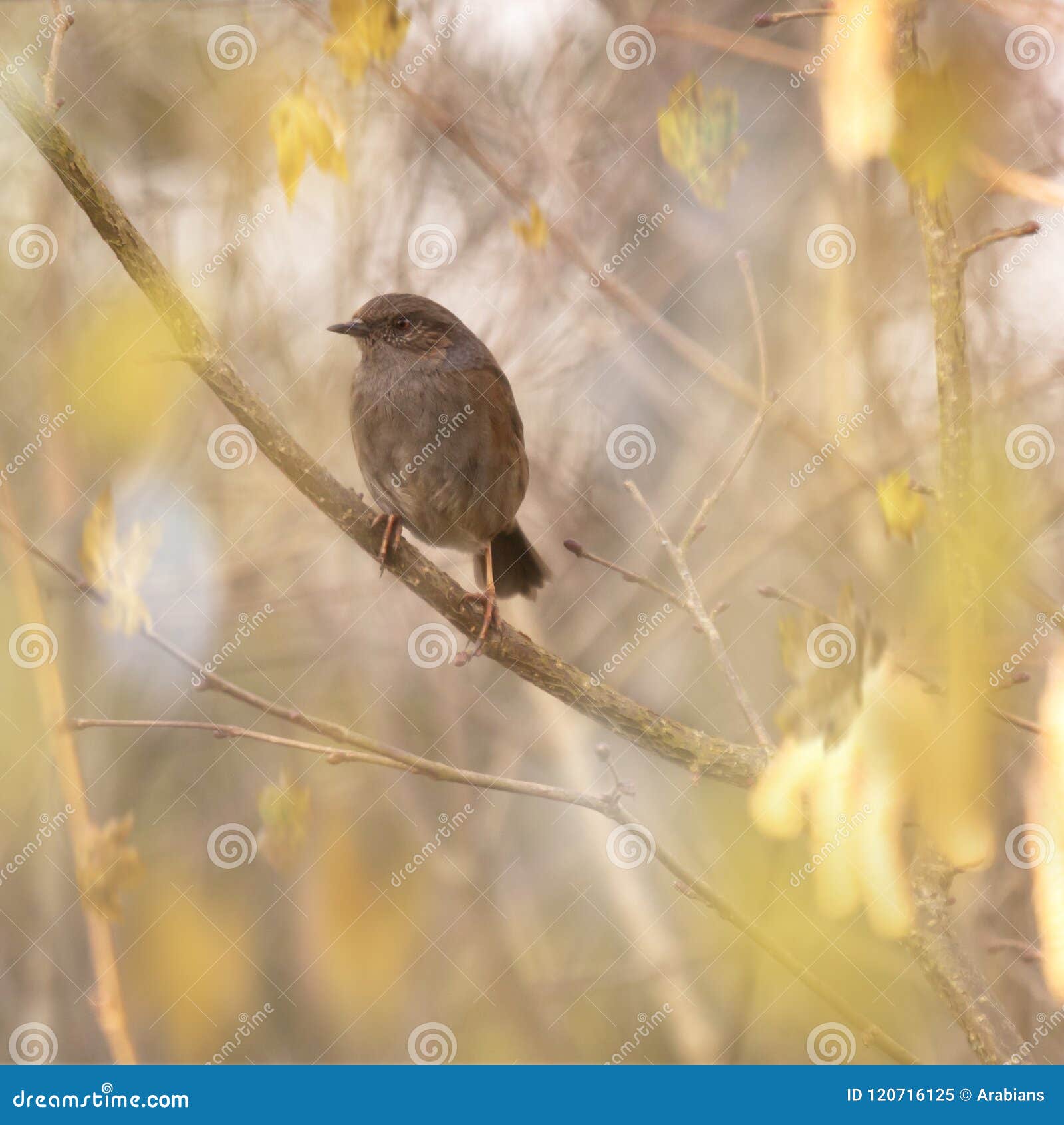 Little bird on a tree stock image. Image of wildlife - 120716125