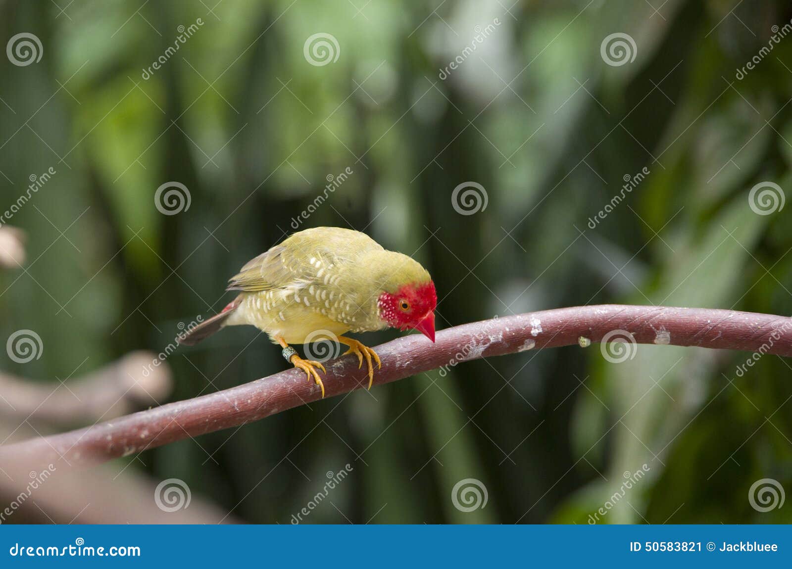 Little bird stock image. Image of nature, little, green - 50583821
