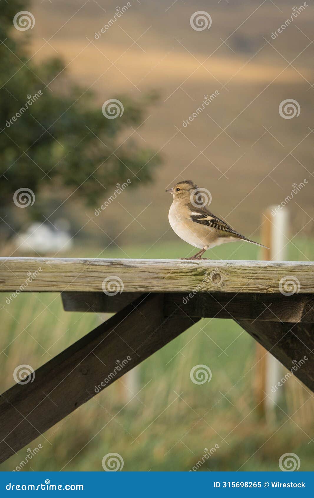 Little Bird Waiting for Crumbs at the Table Stock Image - Image of ...