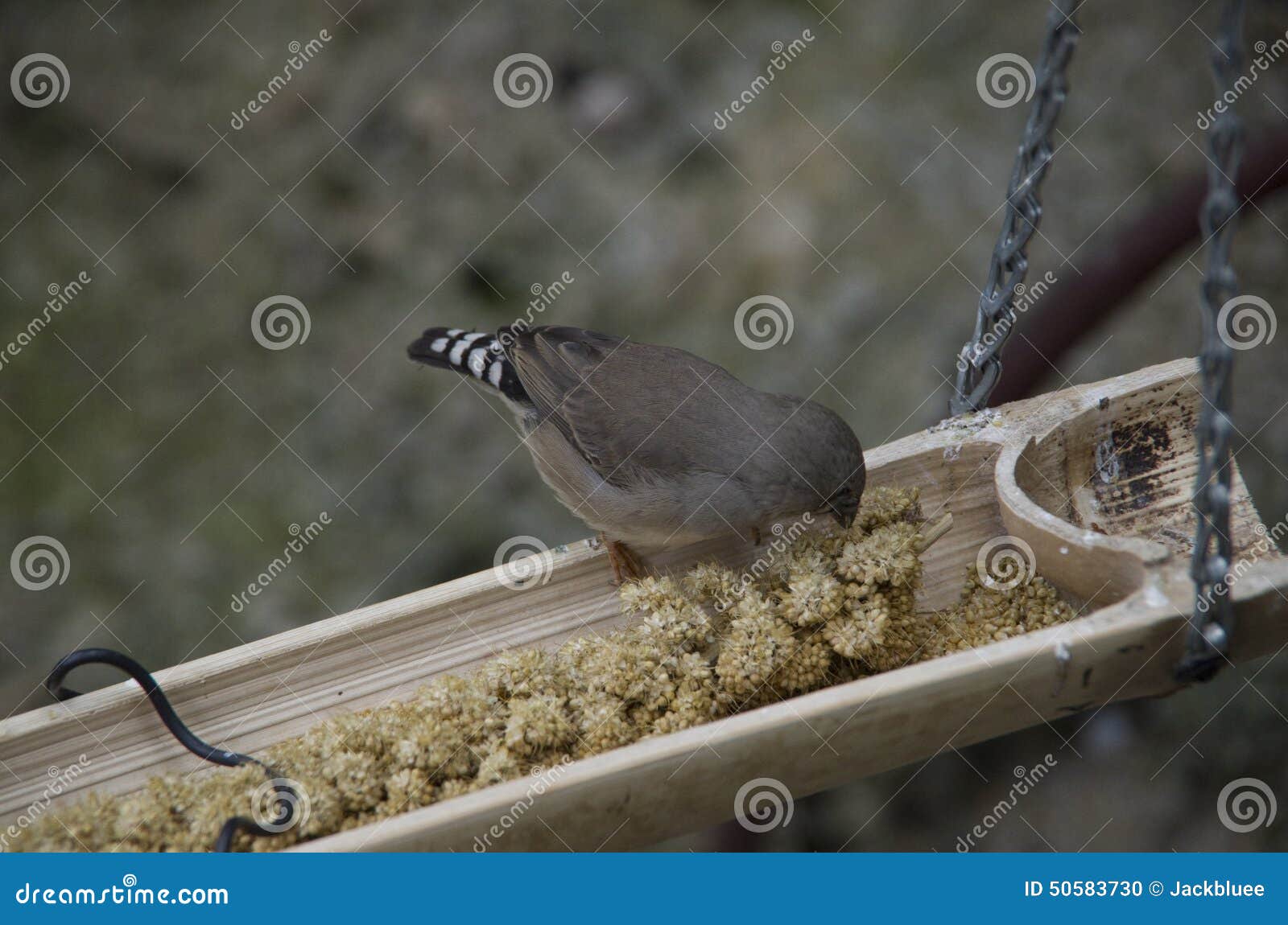 Little bird stock photo. Image of life, garden, nature - 50583730