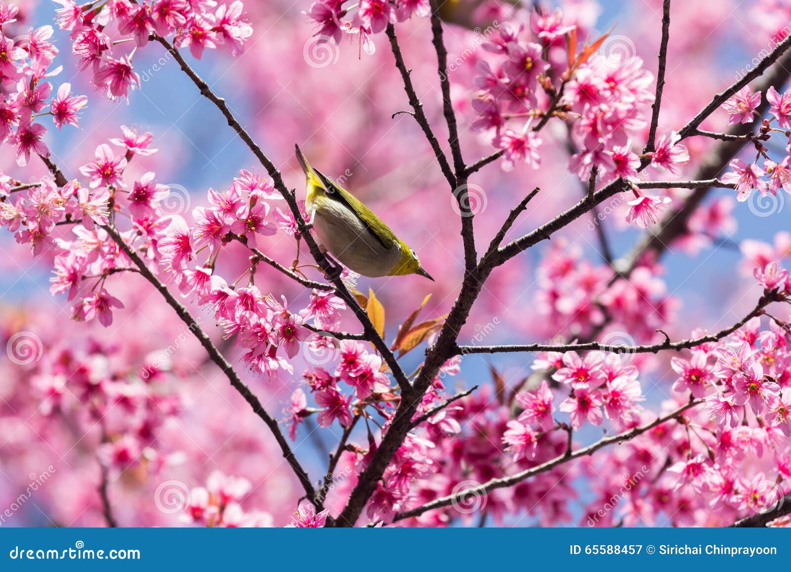 Little Bird on Wild Himalayan Cherry Tree Stock Image - Image of garden ...