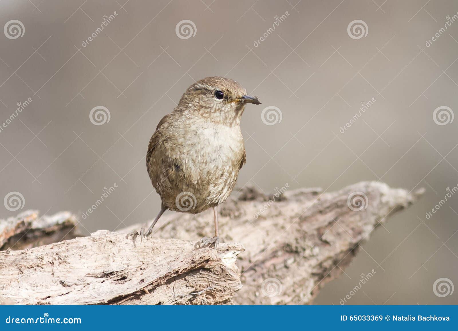Little bird the Wren stock image. Image of spring, peeking - 65033369