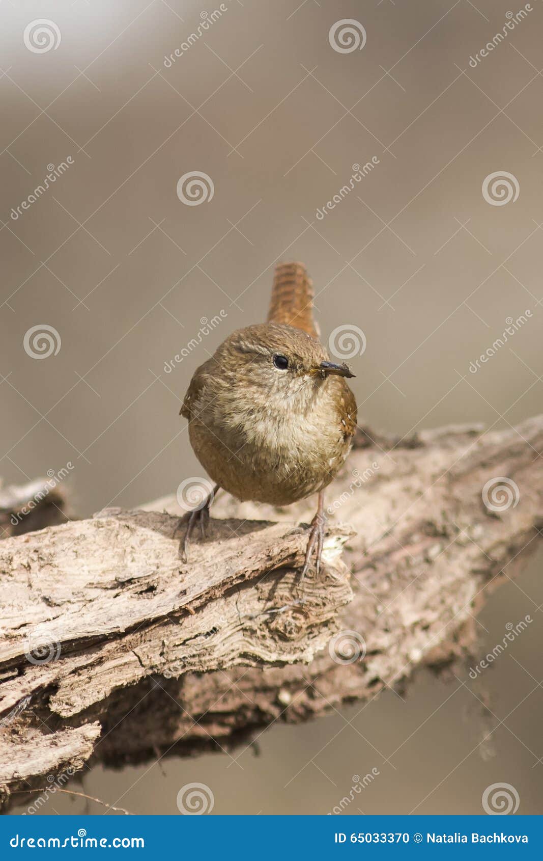 Little bird the Wren stock photo. Image of looks, dirty - 65033370