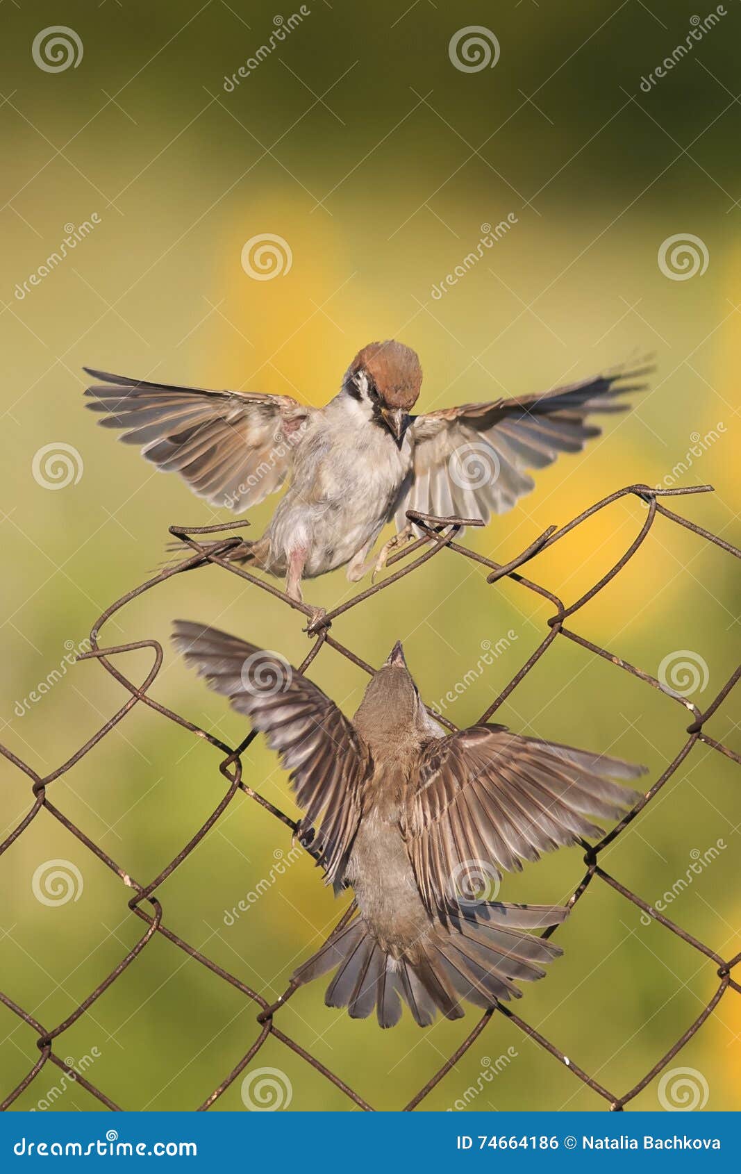 Little Birds are Sitting and Fighting with Wire Fence Stock Photo ...