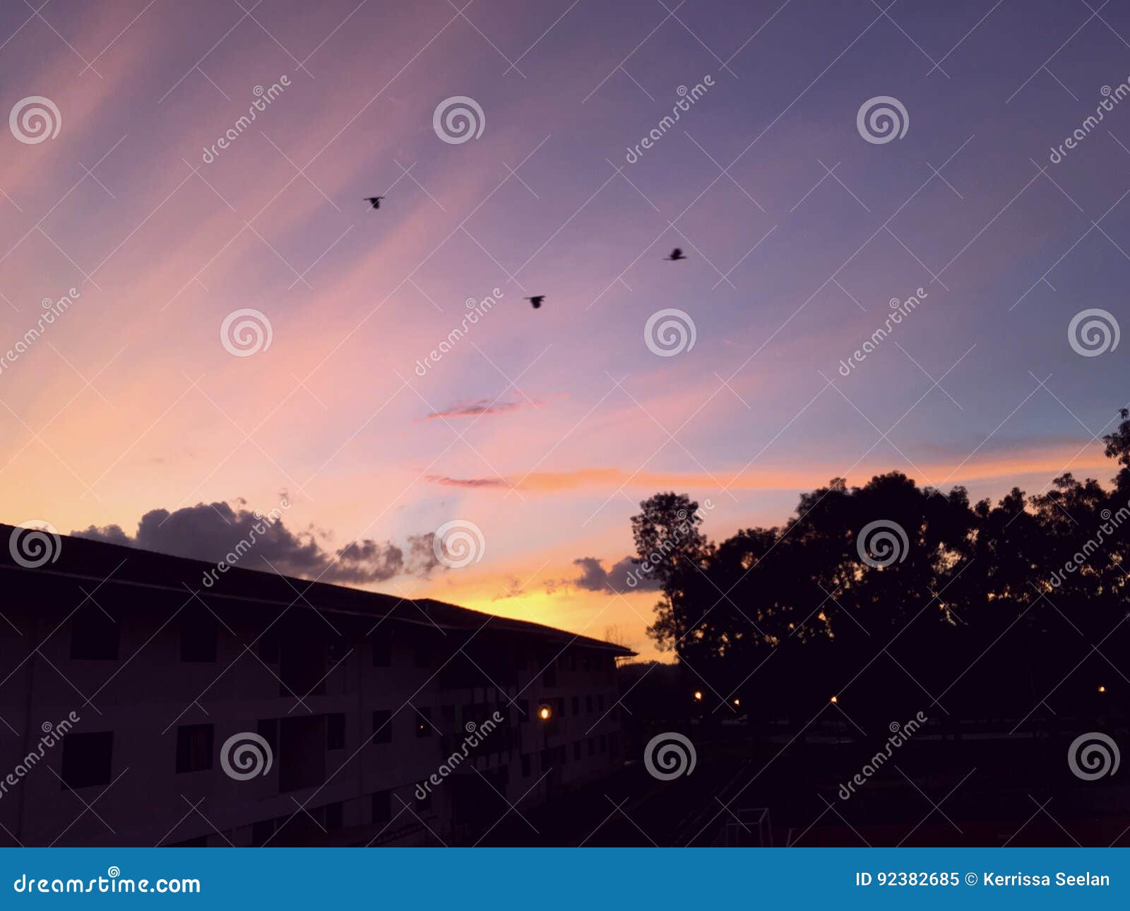 3 little birds stock image. Image of flying, sunset, birds - 92382685