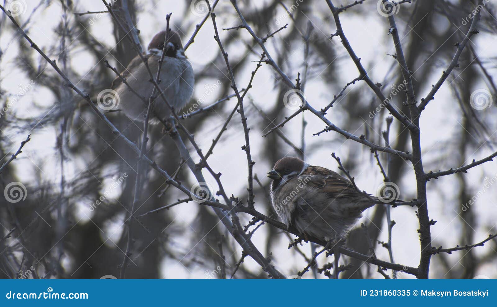 Little Birds on a Thin Branch Stock Image - Image of wilderness, grey ...