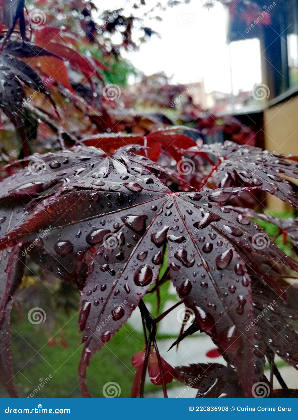 A little bit of rain stock photo. Image of food, shrub - 220836908