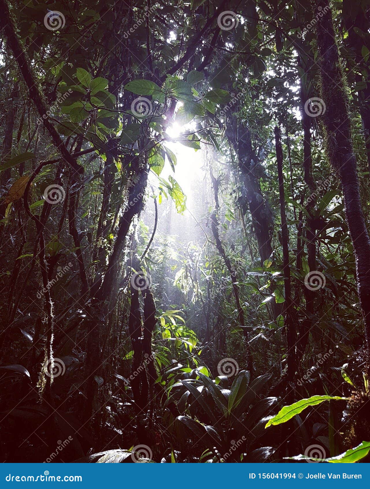 Little Bit of Sun in the Thick Jungle Stock Photo - Image of nature ...