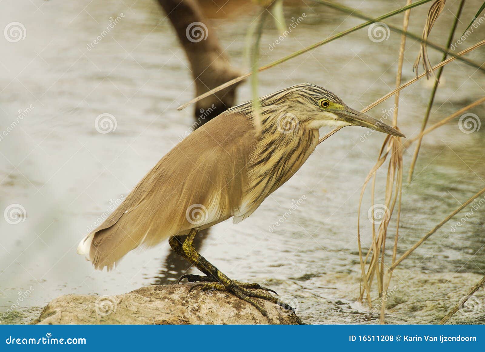 Little Bittern stock photo. Image of watching, bittern - 16511208