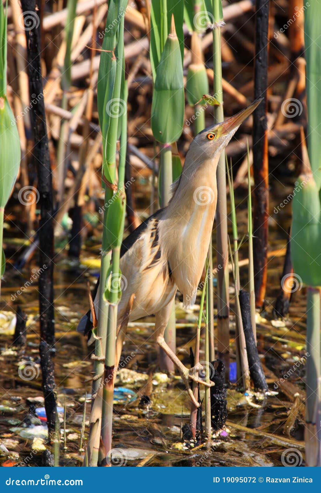 Little bittern stock photo. Image of swamp, bittern, minutus - 19095072