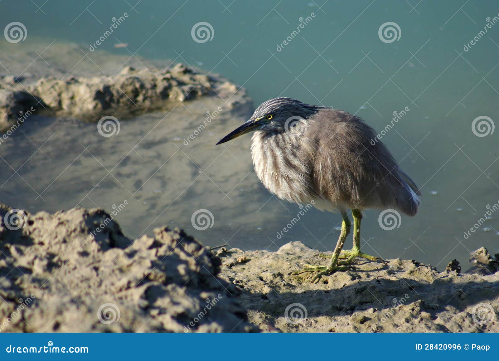 Little bittern stock photo. Image of avian, grey, birdwatching - 28420996