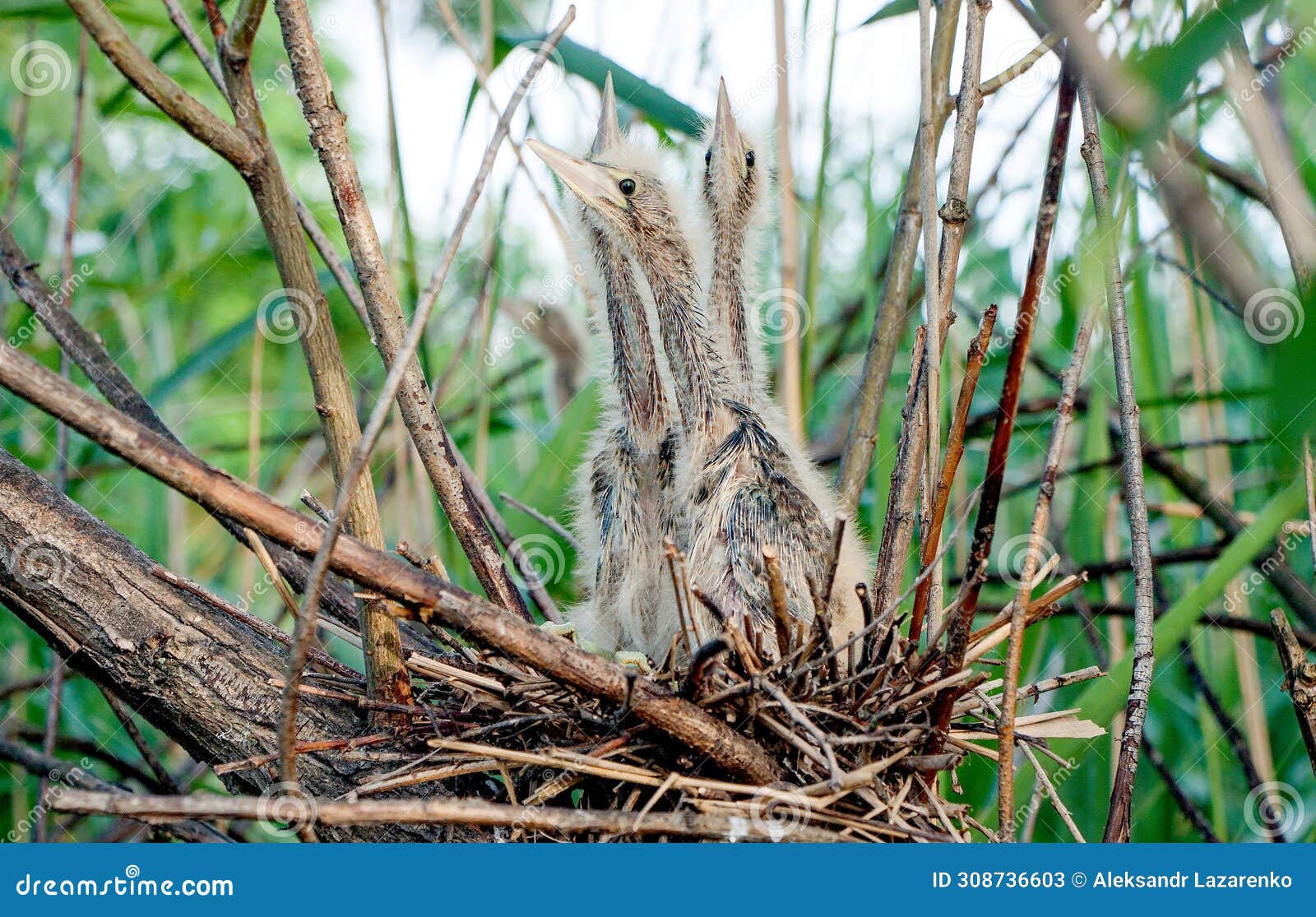 Little Bittern Chicks Sitting in the Nest Stock Image - Image of animal ...