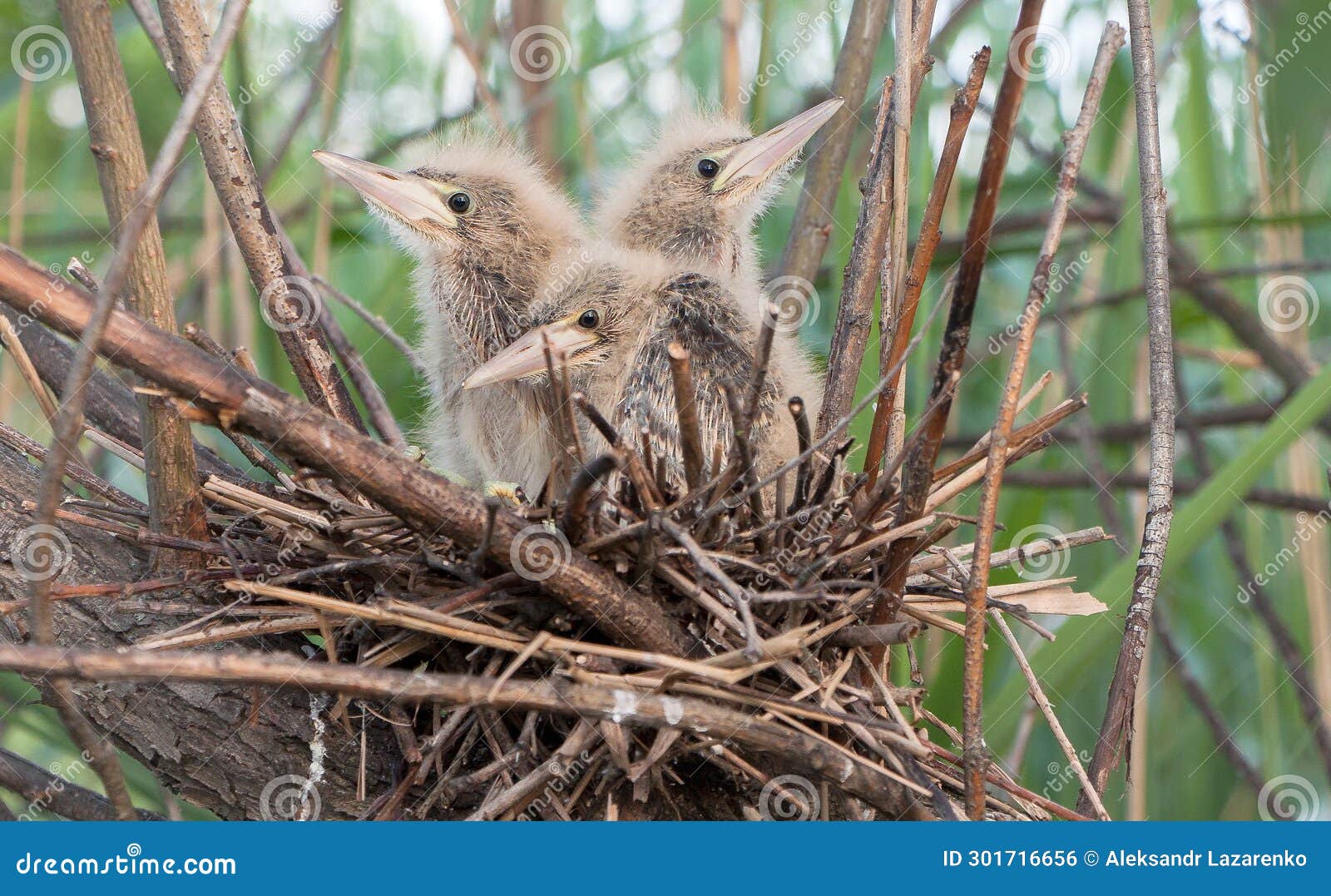 Little Bittern Chicks Sitting in the Nest Stock Photo - Image of ...